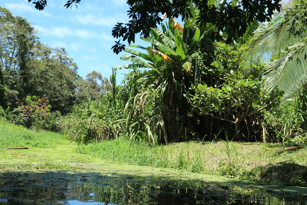Hangin’ around in trees – die Faultiere im Sloth Sanctuary in Costa Rica