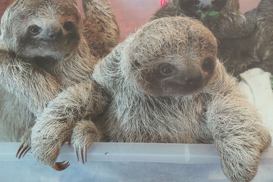 Hangin’ around in trees – die Faultiere im Sloth Sanctuary in Costa Rica